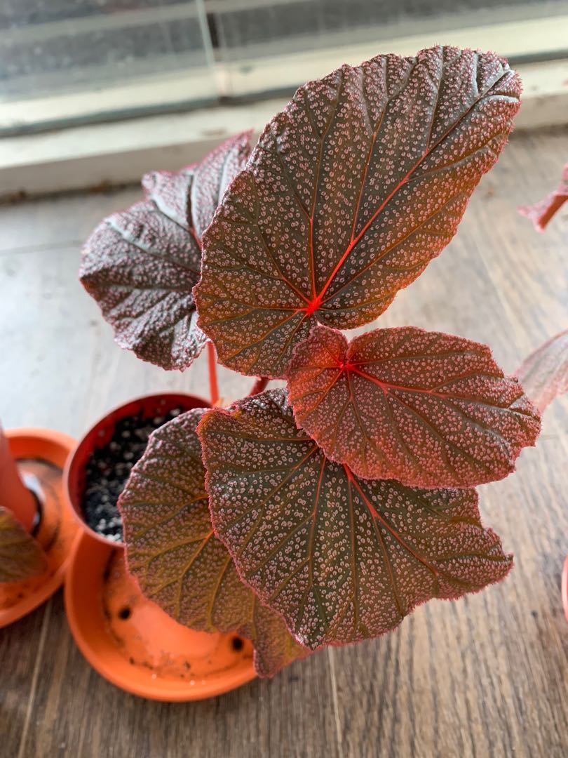 Begonia u062 / Maurice amey - pot C, Furniture & Home Living, Gardening ...