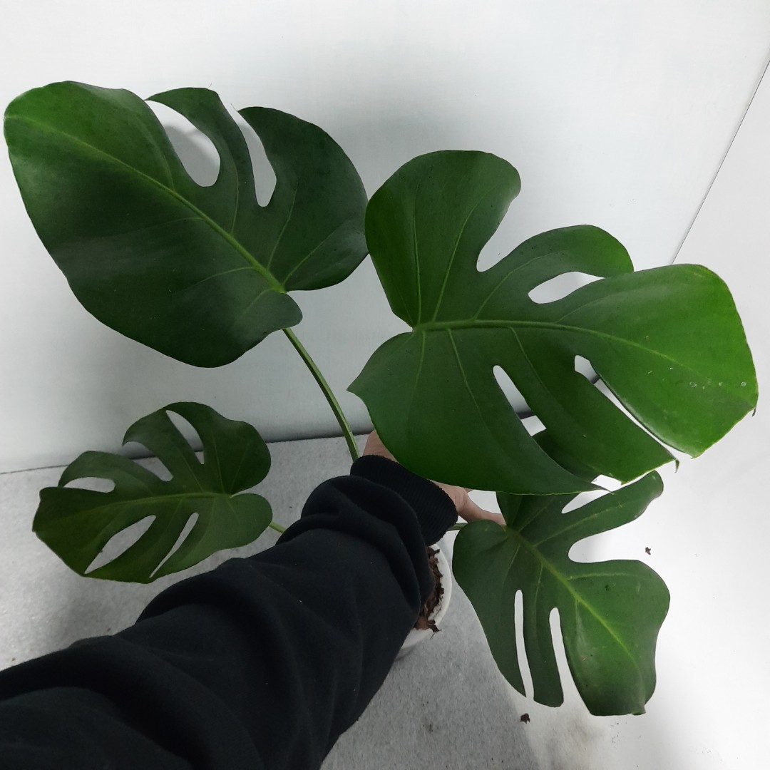 Monstera Deliciosa Brazilian Form, Furniture & Home Living, Gardening ...