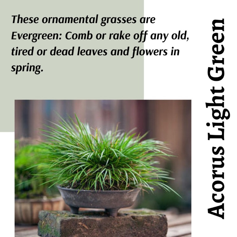 (Real Plant) Acorus Light Green pokok hidup ogon herbaceous evergreen ...