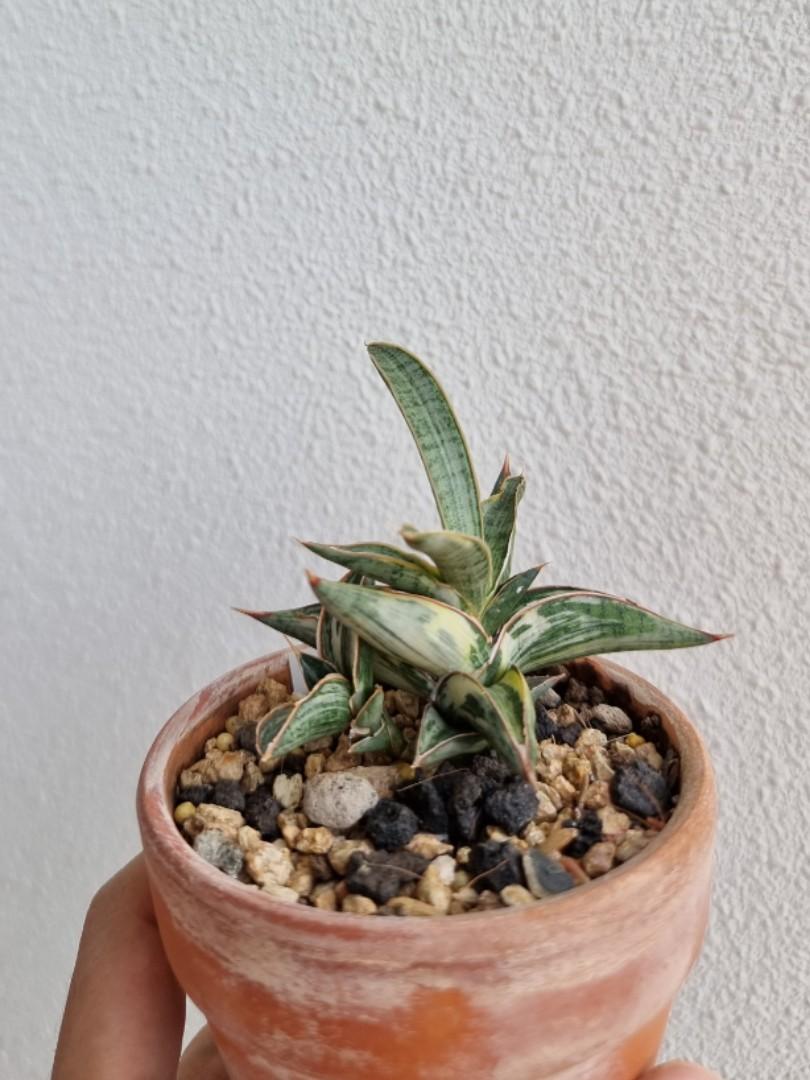 Sansevieria Lav. 1970 (White Variegated), Furniture & Home Living, Gardening, Plants & Seeds on ...
