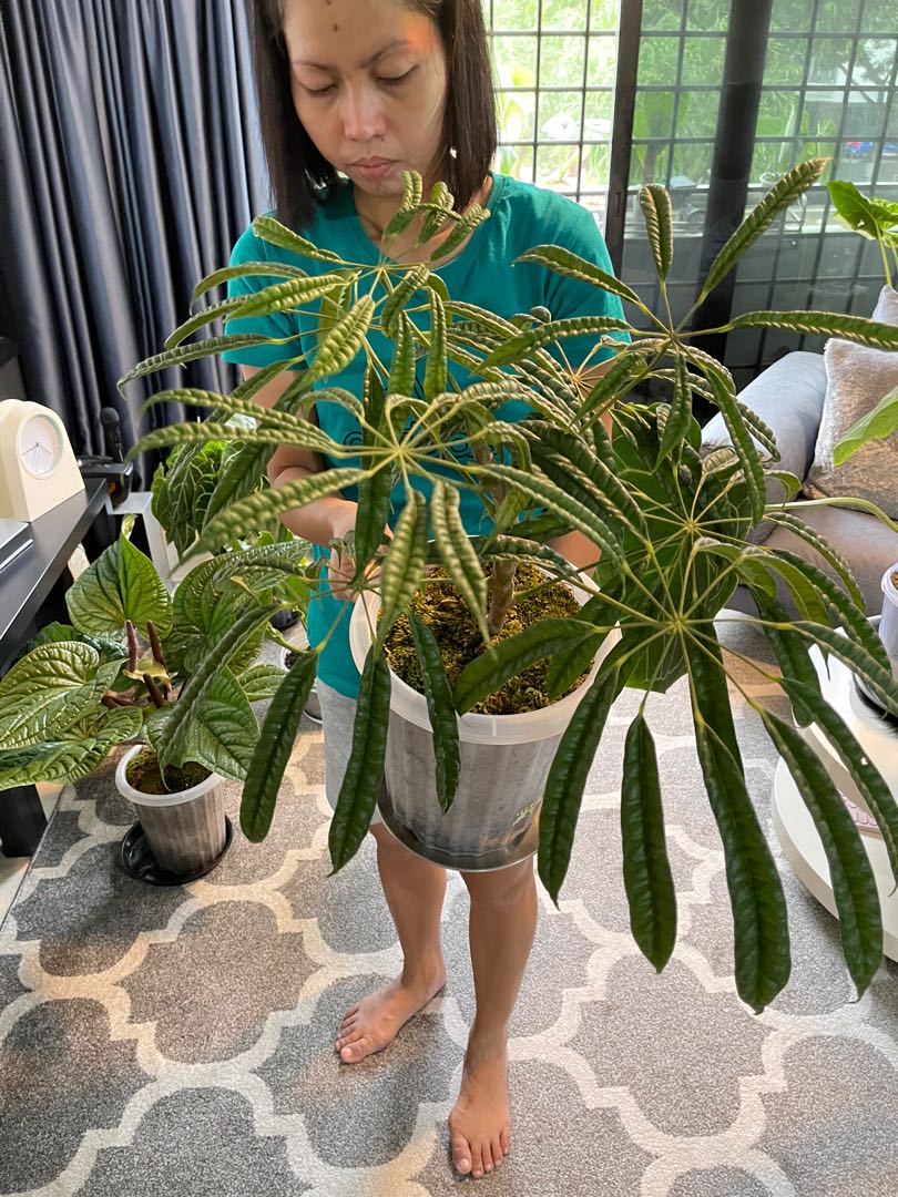 Schefflera Albido-Bracteata good size rare healthy plant, Furniture ...