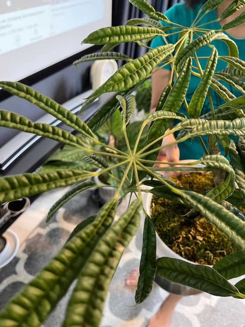 Schefflera Albido-Bracteata good size rare healthy plant, Furniture ...