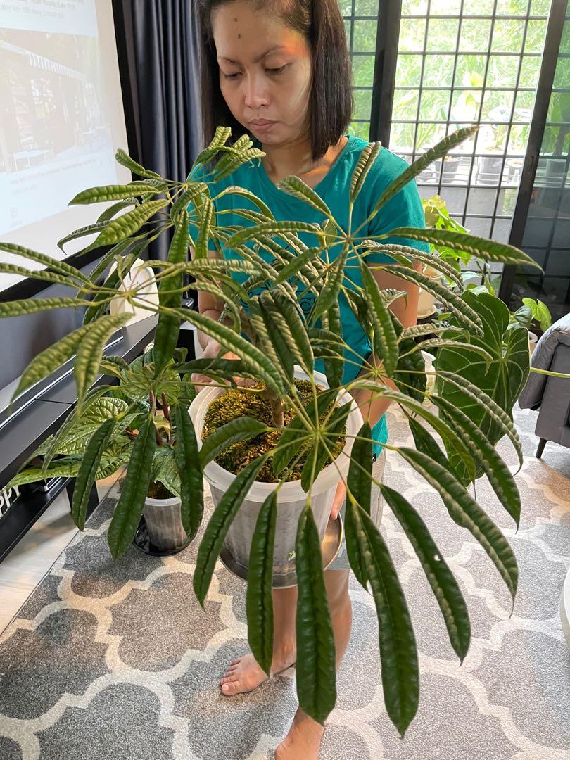 Schefflera Albido-Bracteata good size rare healthy plant, Furniture ...