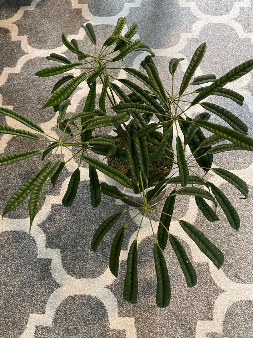 Schefflera Albido-Bracteata good size rare healthy plant, Furniture ...
