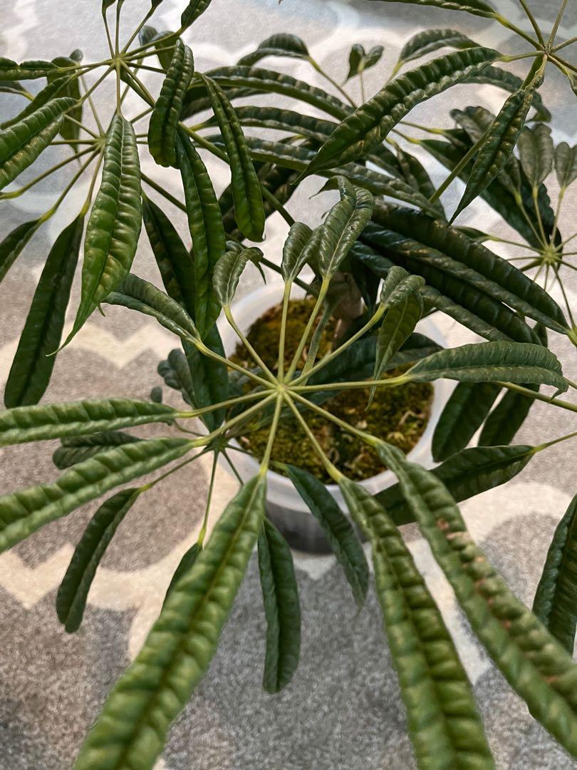 Schefflera Albido-Bracteata good size rare healthy plant, Furniture ...