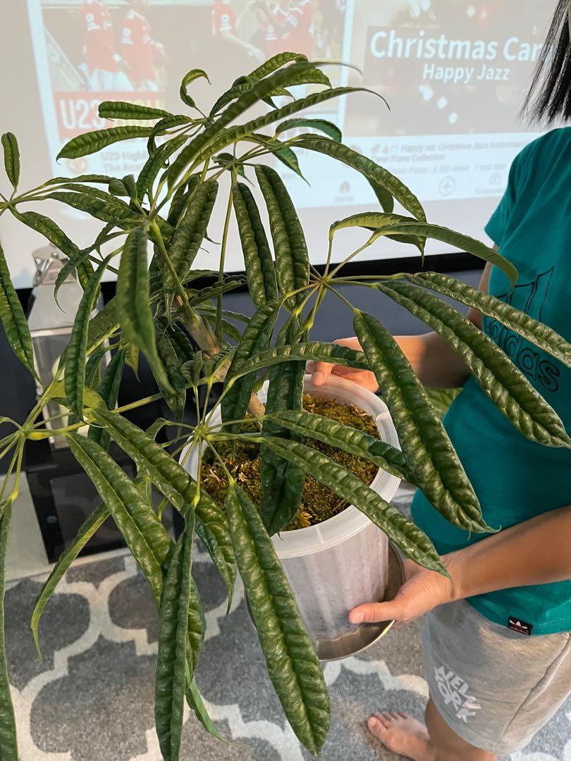 Schefflera Albido-Bracteata good size rare healthy plant, Furniture ...