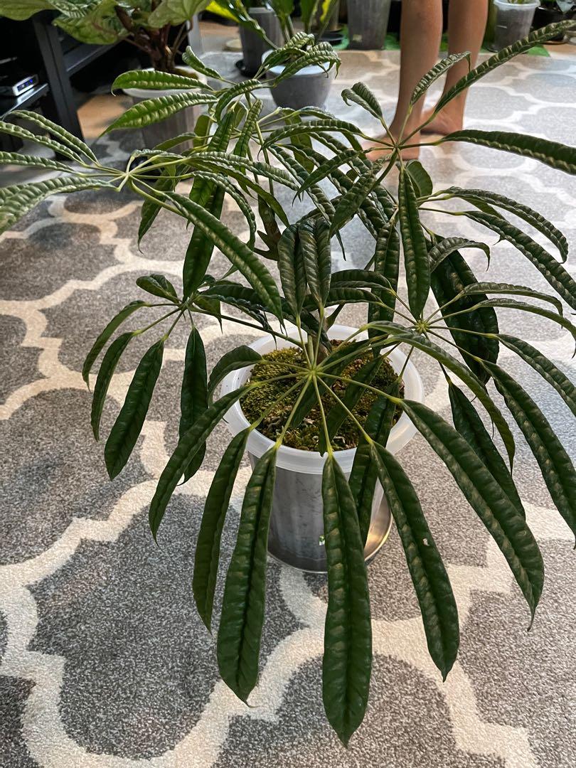 Schefflera Albido-Bracteata good size rare healthy plant, Furniture ...