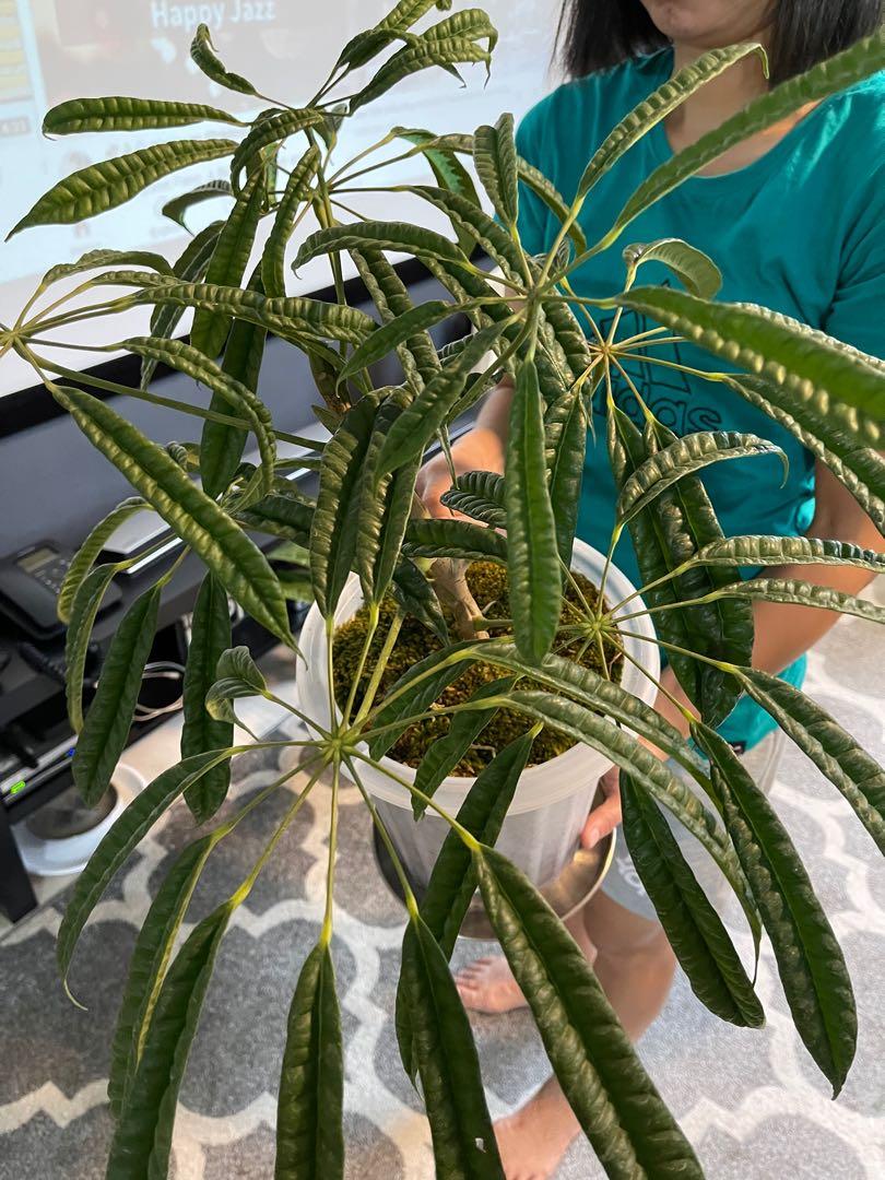 Schefflera Albido-Bracteata good size rare healthy plant, Furniture ...