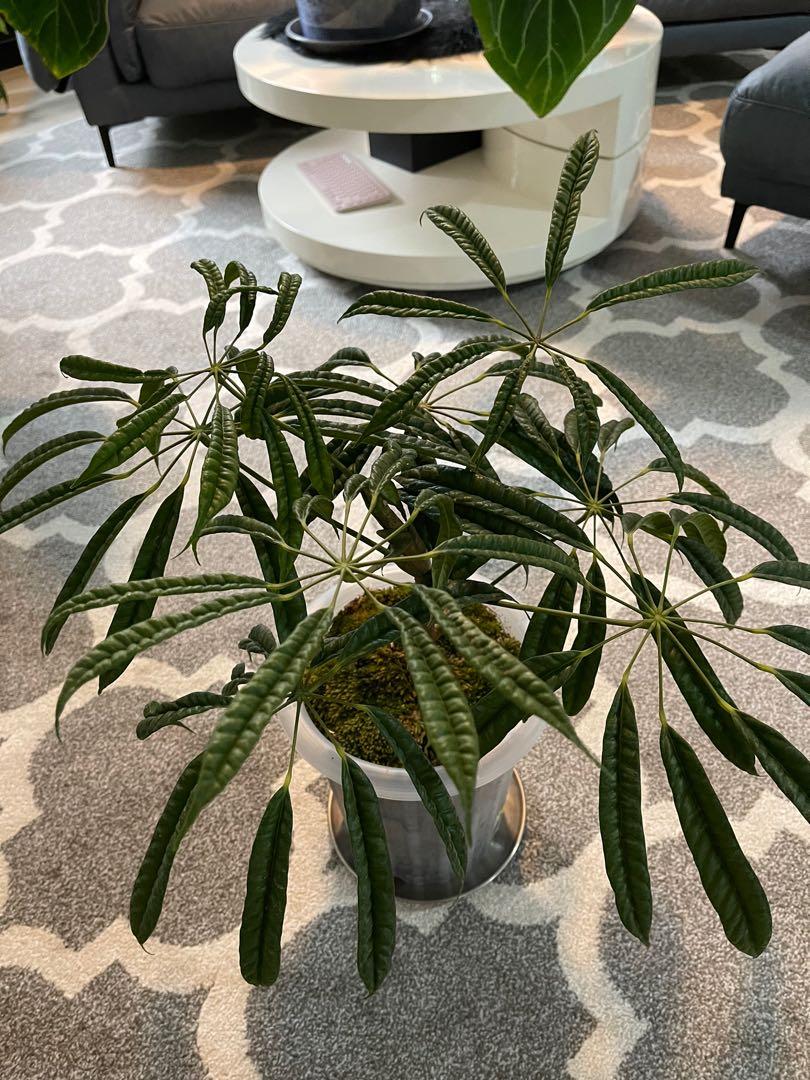 Schefflera Albido-Bracteata good size rare healthy plant, Furniture ...