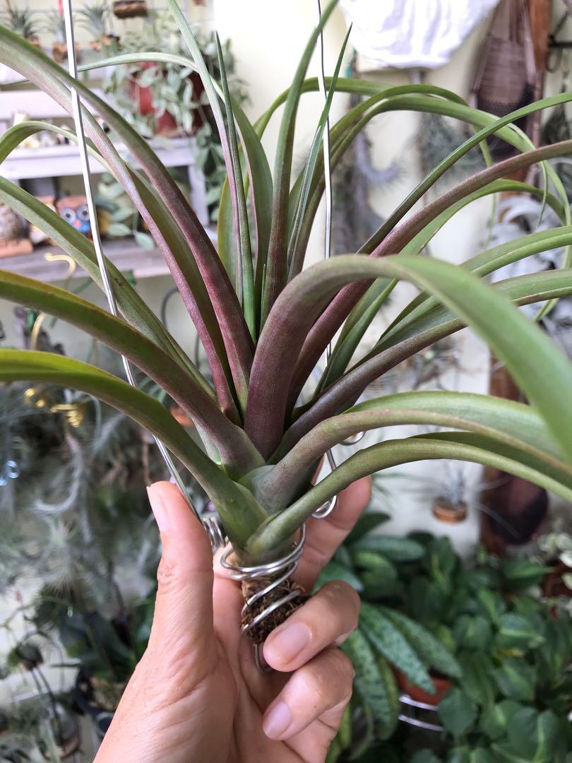Tillandsia Capitata Rubra, Furniture & Home Living, Gardening, Plants ...