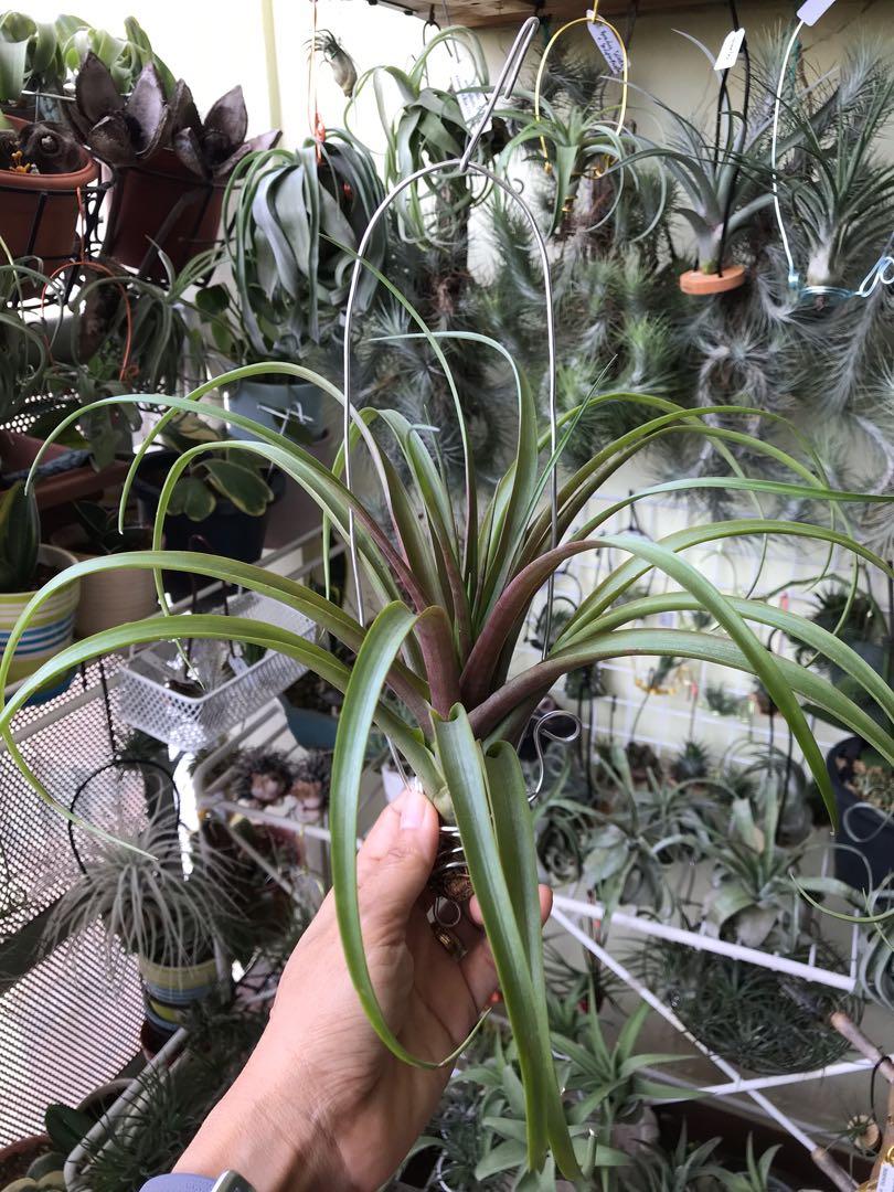 Tillandsia Capitata Rubra, Furniture & Home Living, Gardening, Plants ...