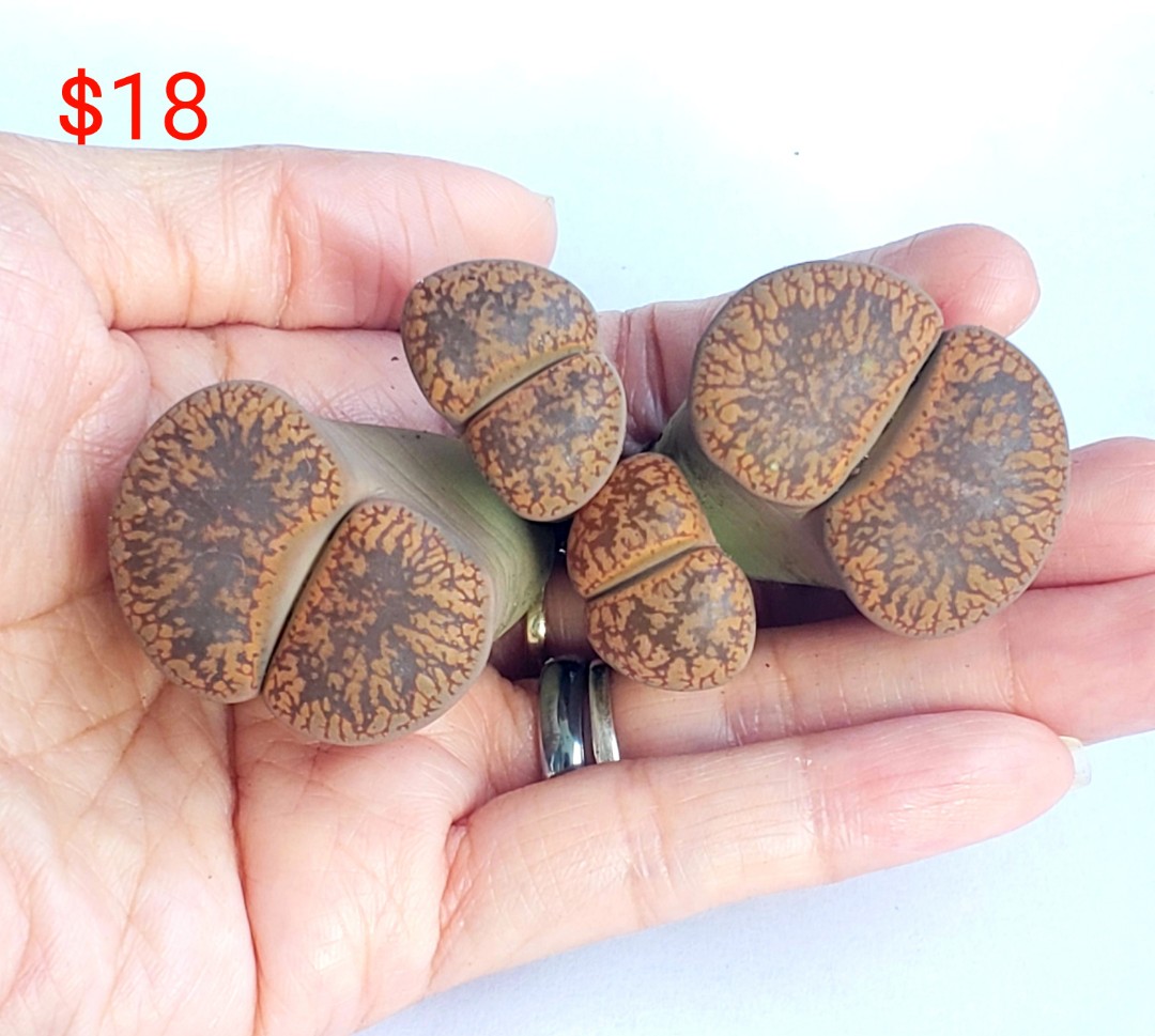 4 headed Lithops Aucampiae cluster/succulent, Furniture & Home Living ...