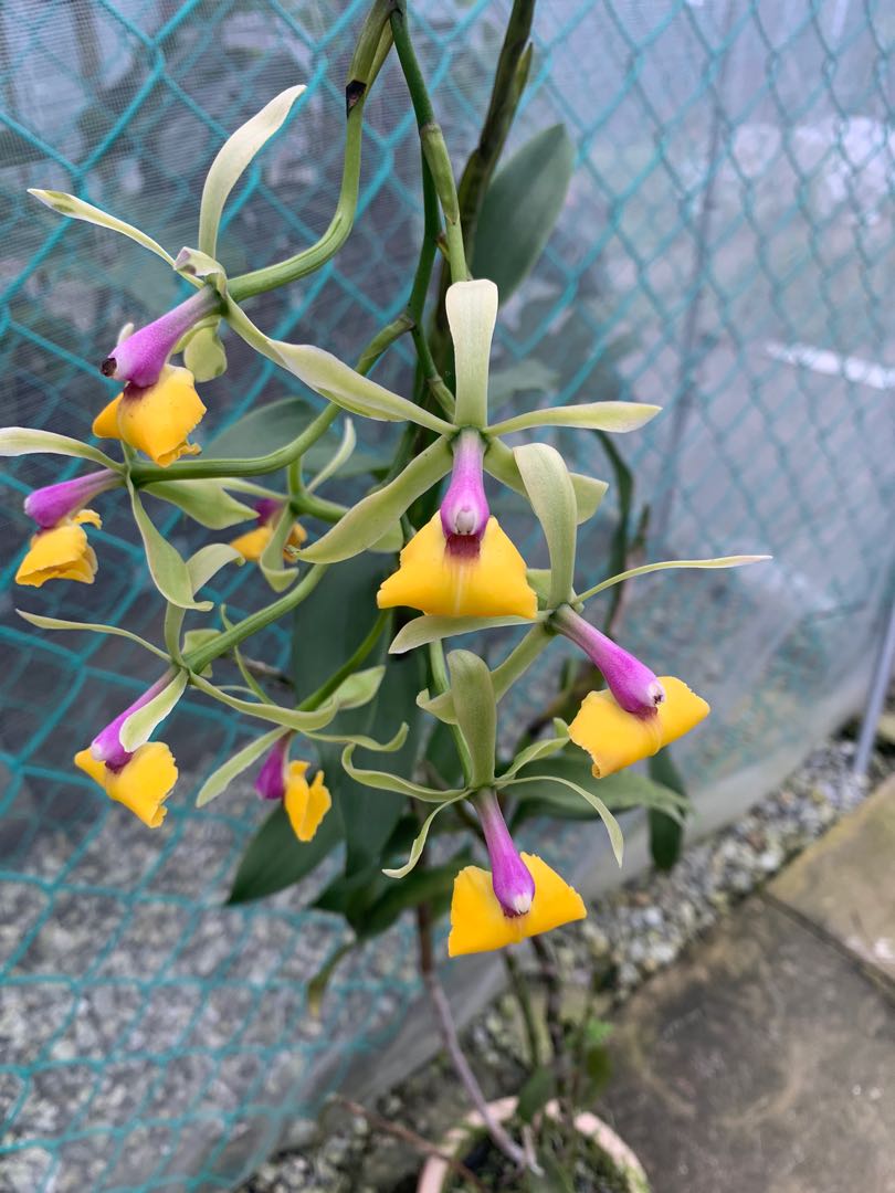 Epicattleya Rene Marques, Furniture & Home Living, Gardening, Plants ...