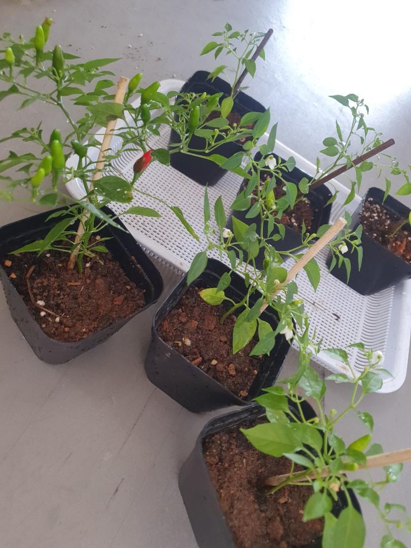Dwarf chilli plant/cuba oregano/rosemary/mint plants, Furniture & Home ...