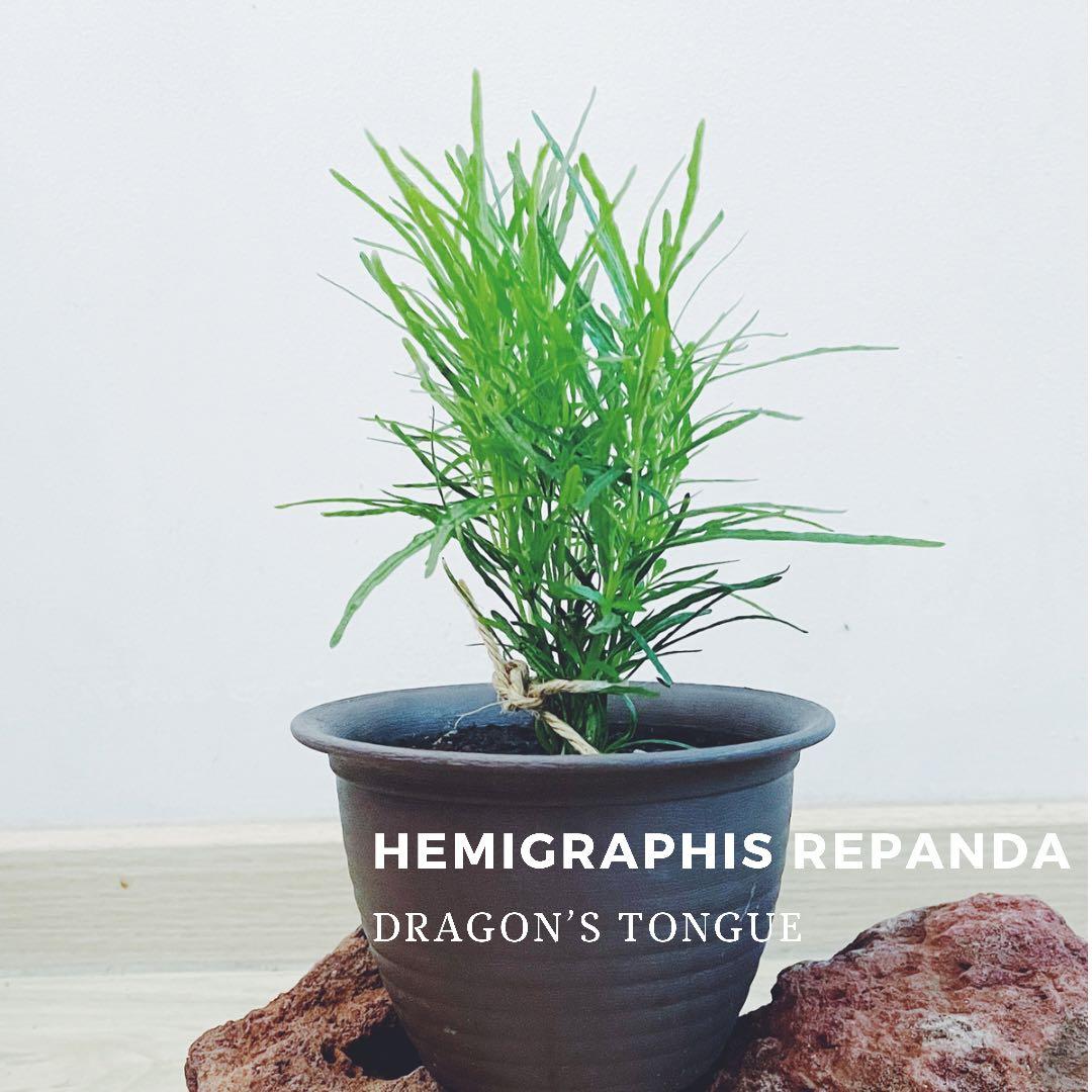 Hemigraphis Repanda (Dragon’s Tongue), Furniture & Home Living ...