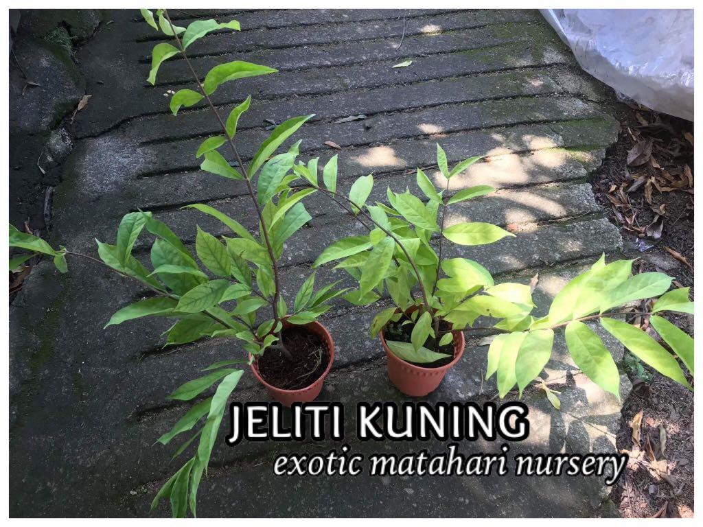 Pokok bunga jeliti kuning, bunga wangi dan sesuai utk dibonsaikan ...