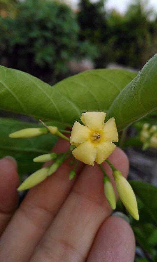 Pokok bunga jeliti kuning, bunga wangi dan sesuai utk dibonsaikan ...