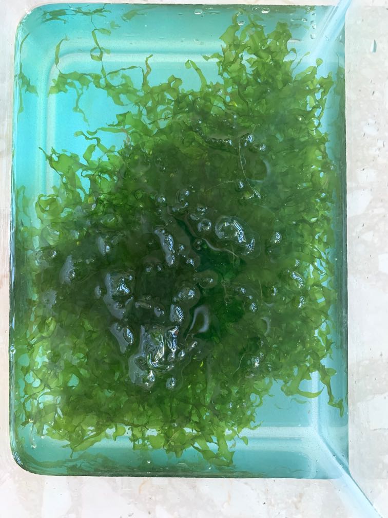 susswassertang / subwassertang moss, Furniture & Home Living, Gardening ...