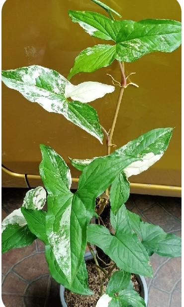 Syngonium Albo.. trailing, Furniture & Home Living, Gardening, Plants ...