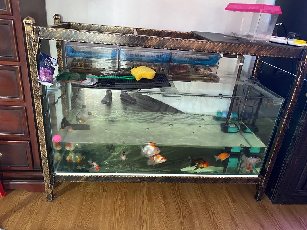 4ft tank set with stand, Pet Supplies, Homes & Other Pet Accessories on ...