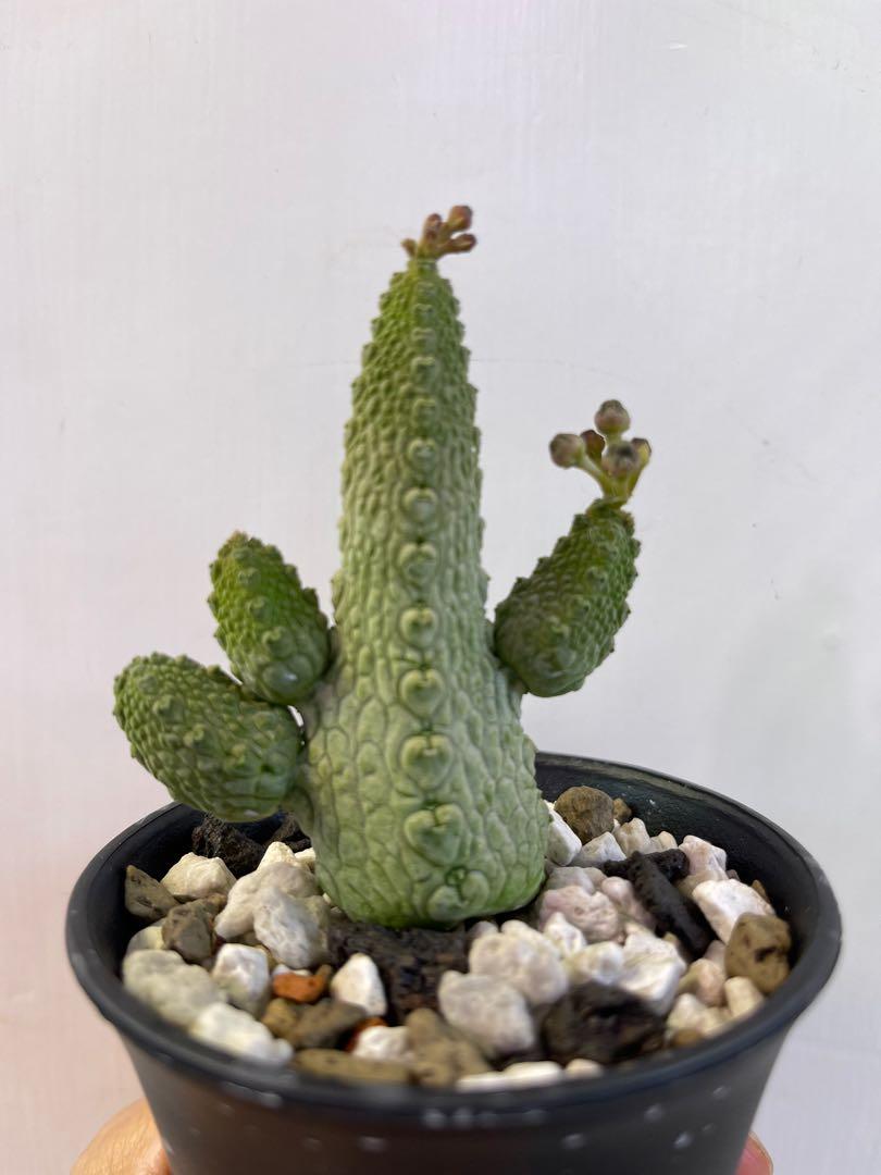 蛇頭凝蹄玉 Pseudolithos caput-viperae, 傢俬＆家居, 園藝, 植物及種子 - Carousell