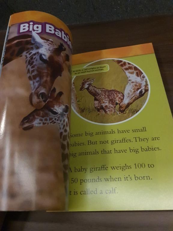 GIRAFFES National Geographic Kids, Hobbies & Toys, Books & Magazines ...