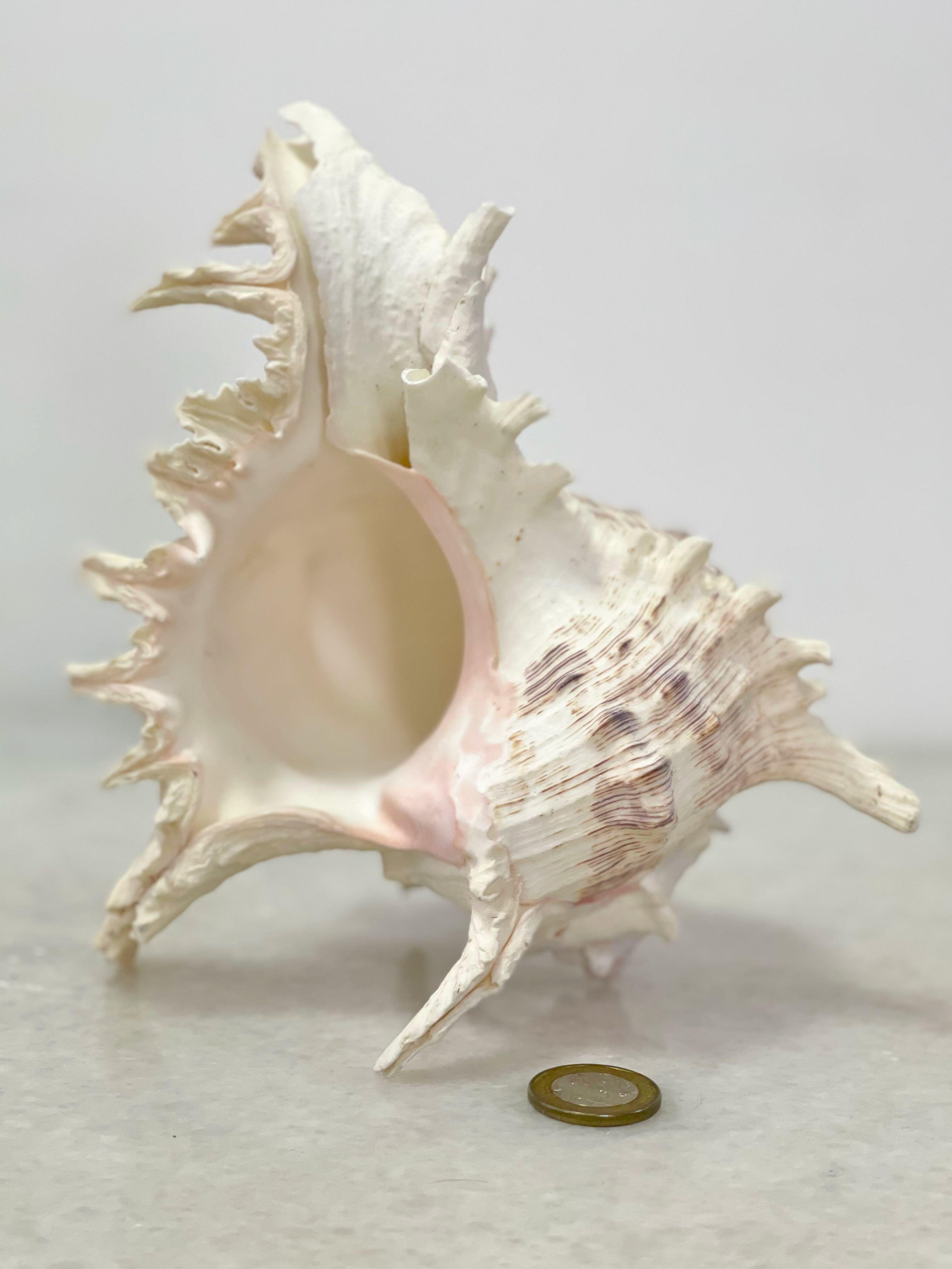 Natural Giant shell Murex Ramosus Conch Spiky Display Seashell ...