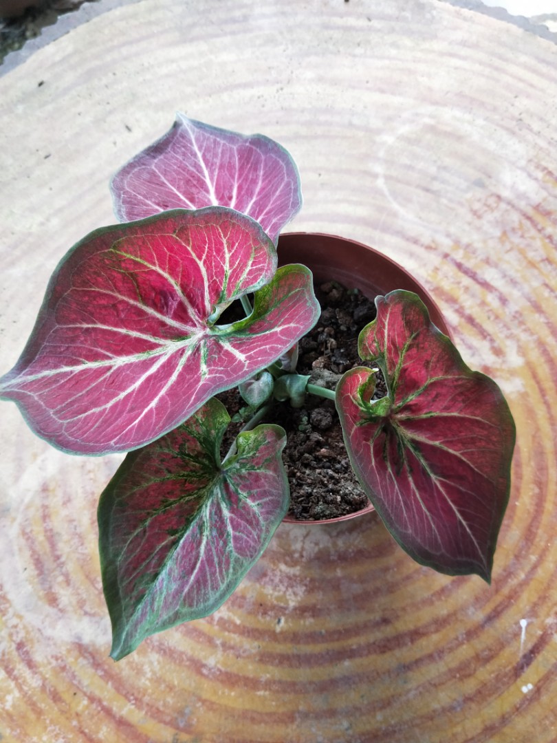 Red Caladium, Furniture & Home Living, Gardening, Plants & Seeds on ...