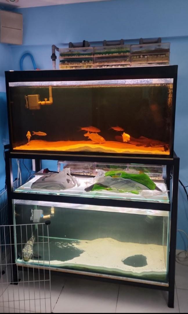 4ft fish tanks and rack, Pet Supplies, Homes & Other Pet Accessories on ...