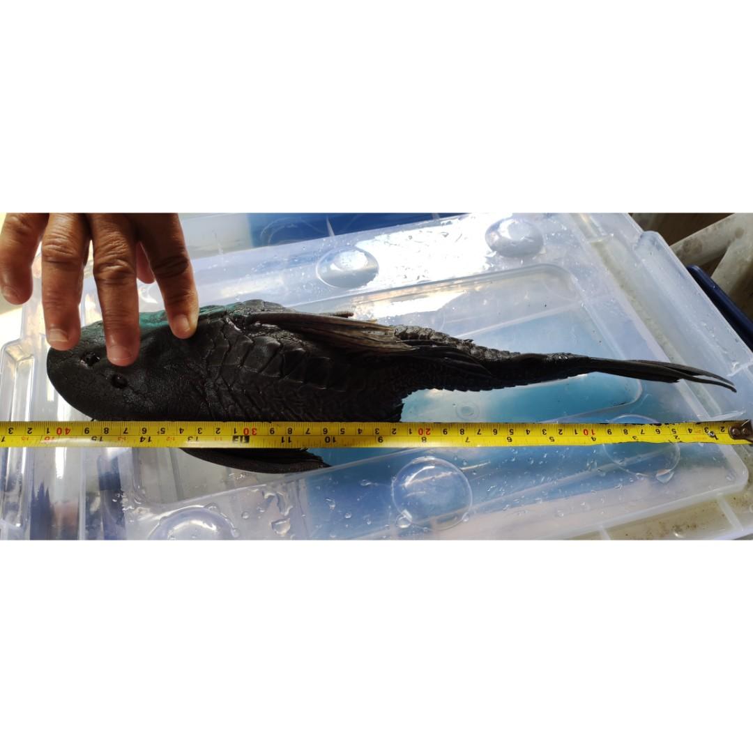 Janitor Fish, Pet Supplies, Homes & Other Pet Accessories on Carousell