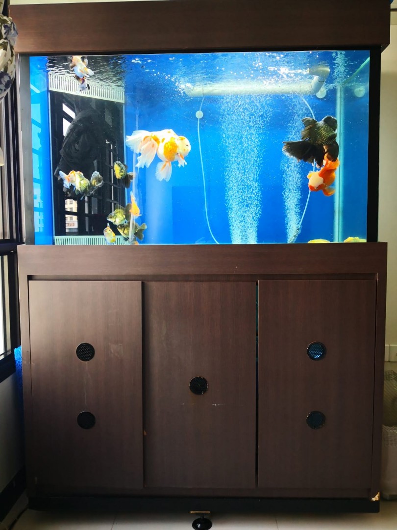 4 ft fish tank w/cabinet., Pet Supplies, Homes & Other Pet Accessories ...
