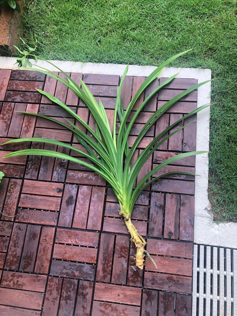 Pandan tree/ cut/ plant, Furniture & Home Living, Gardening, Plants ...