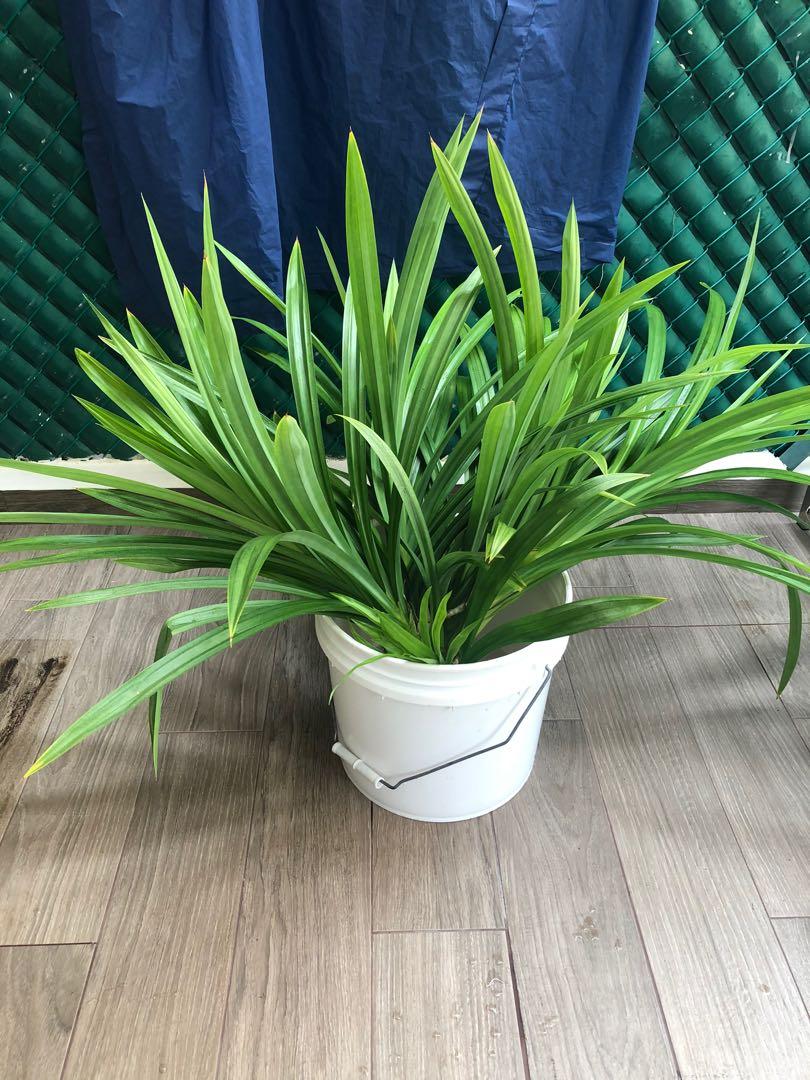 Pandan tree/ cut/ plant, Furniture & Home Living, Gardening, Plants ...