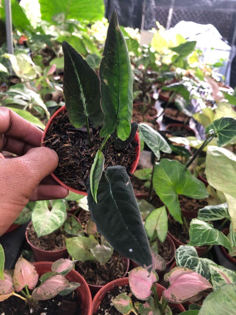 syngonium rayii, Furniture & Home Living, Gardening, Garden Soil ...