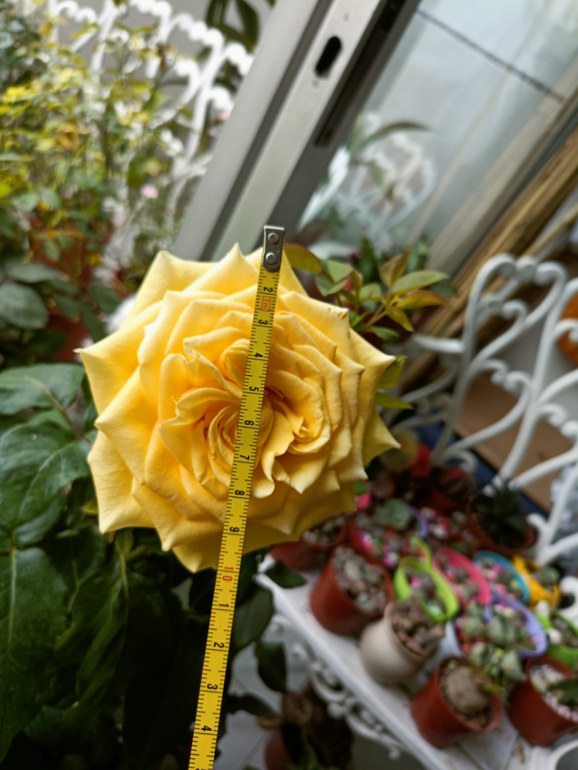 Tall rose plant with big blooms, Furniture & Home Living, Gardening ...