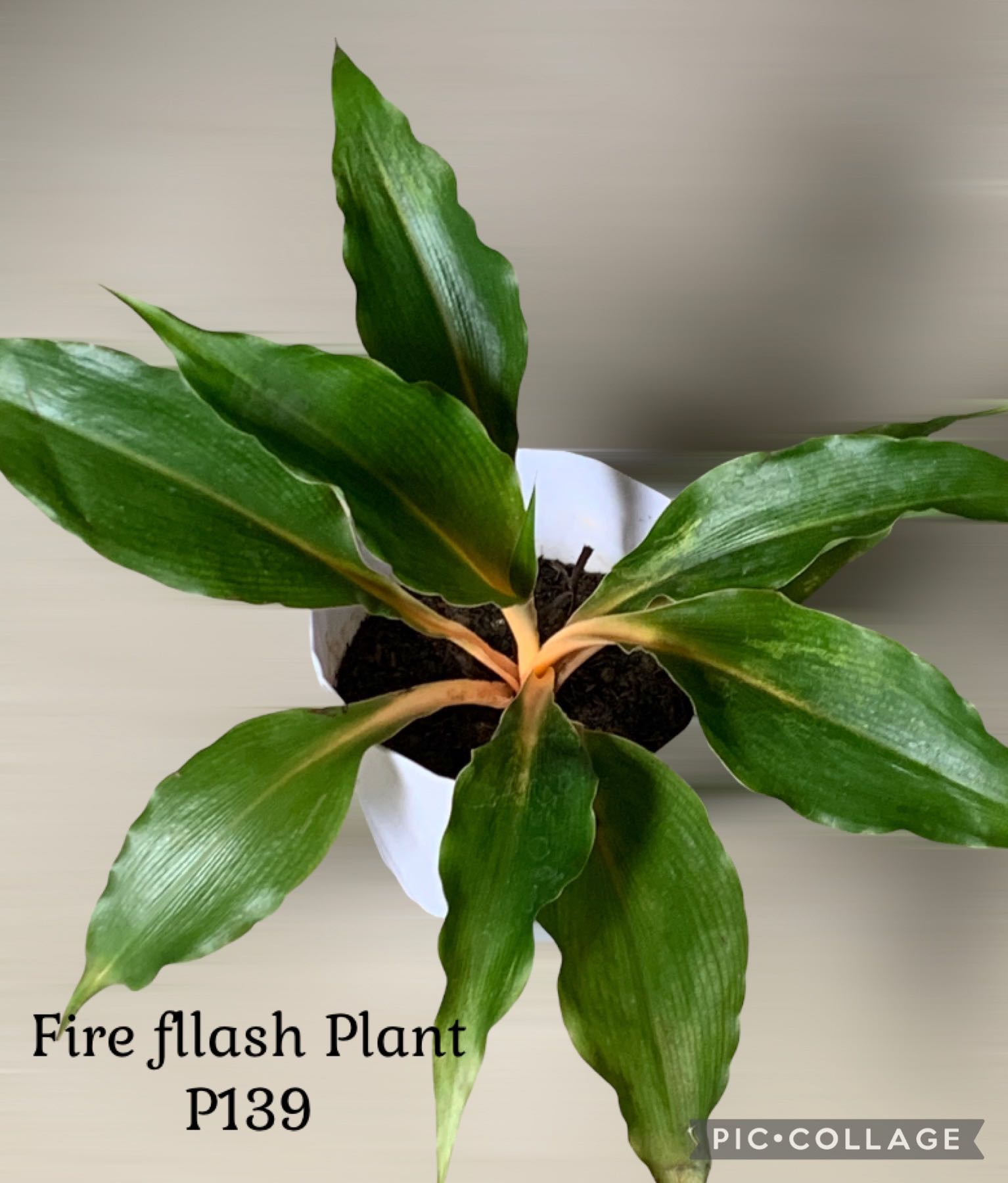 Fire flash plant in white pot, Furniture & Home Living, Gardening ...
