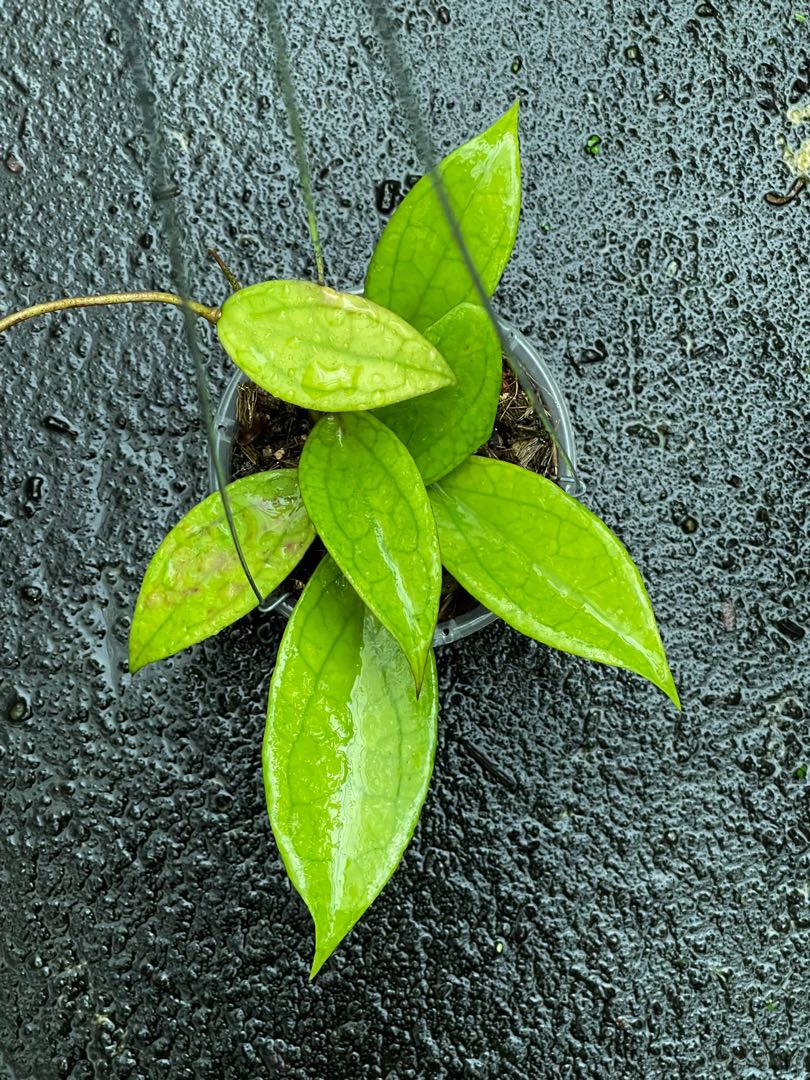 Hoya CV Jennifer (sunstressed slightly), Furniture & Home Living ...