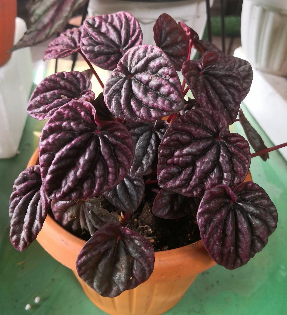 Peperomia Caperata "Ruby Ripple", Furniture & Home Living, Gardening ...