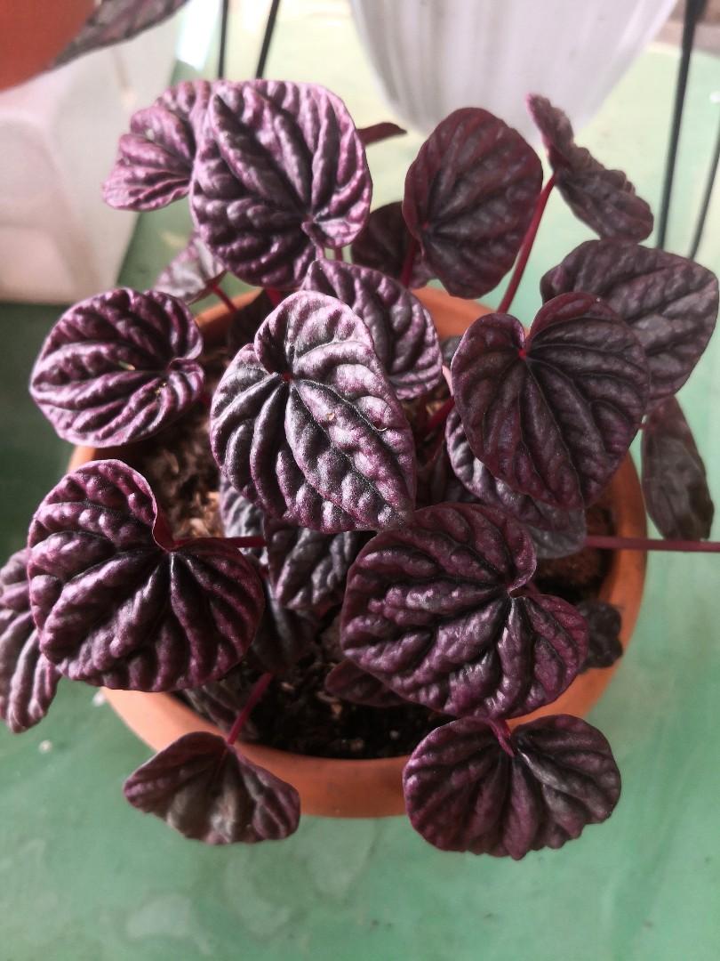 Peperomia Caperata "Ruby Ripple", Furniture & Home Living, Gardening ...