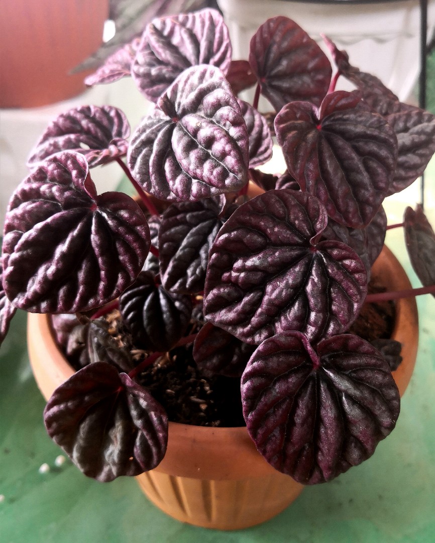 Peperomia Caperata "Ruby Ripple", Furniture & Home Living, Gardening ...