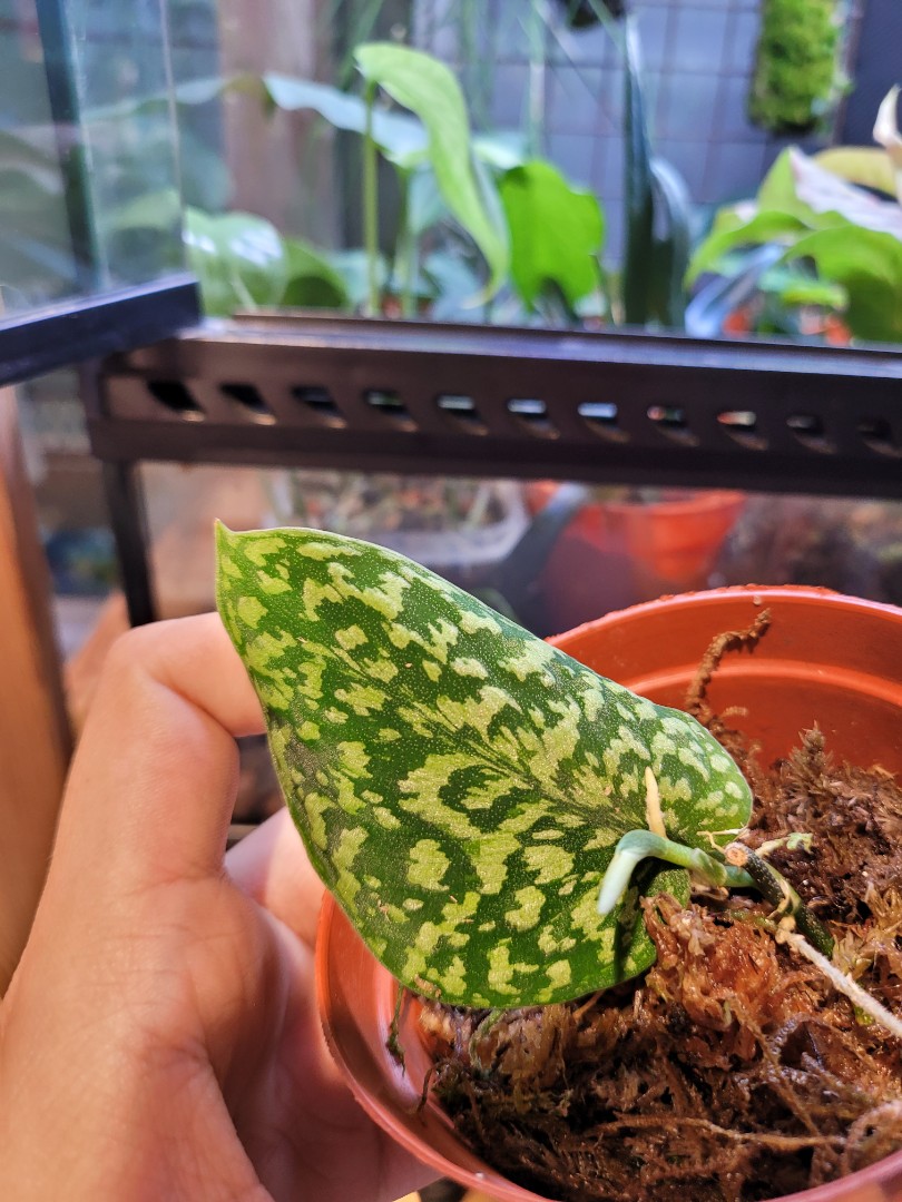 (Rare) scindapsus snake scale rooted cutting, Furniture & Home Living ...