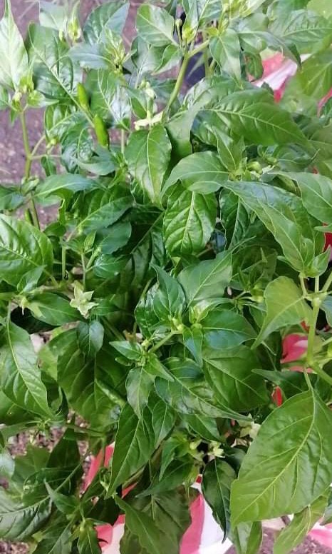 Sili Labuyo native, Furniture & Home Living, Gardening, Plants & Seeds ...