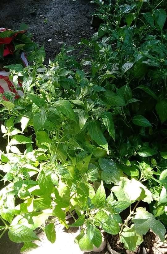 Sili Labuyo native, Furniture & Home Living, Gardening, Plants & Seeds ...