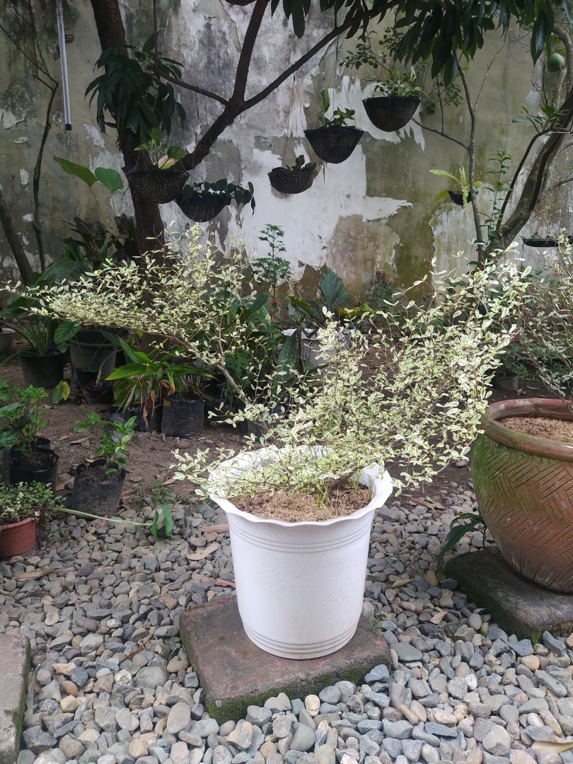 Variegated african talisay, Furniture & Home Living, Gardening, Plants ...