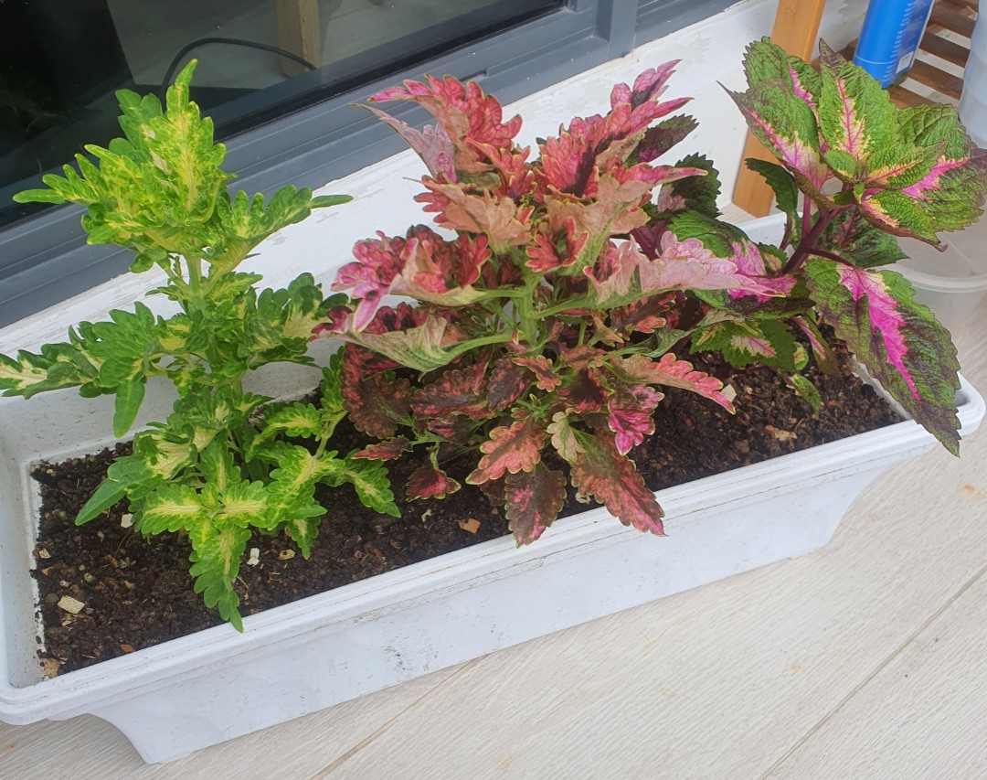 3 different types of Coleus. Can give free small pot of Thai Basil or ...