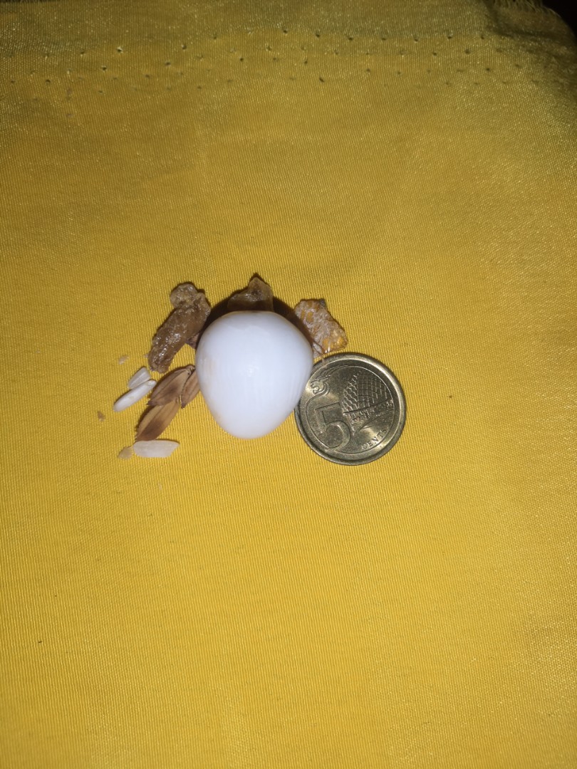 Buntat kelapa Raja @Big coconut stone, Women's Fashion, Jewelry ...