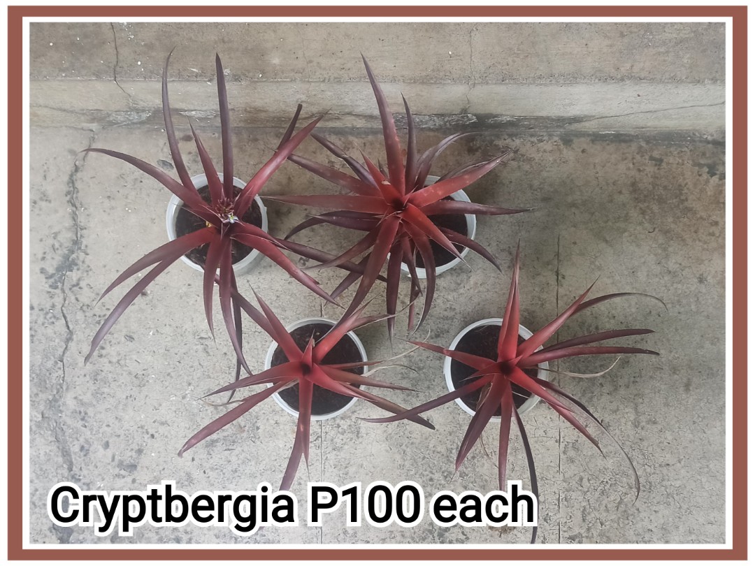 Cryptbergia, Furniture & Home Living, Gardening, Plants & Seeds on ...