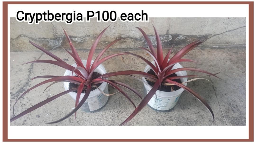 Cryptbergia, Furniture & Home Living, Gardening, Plants & Seeds on ...