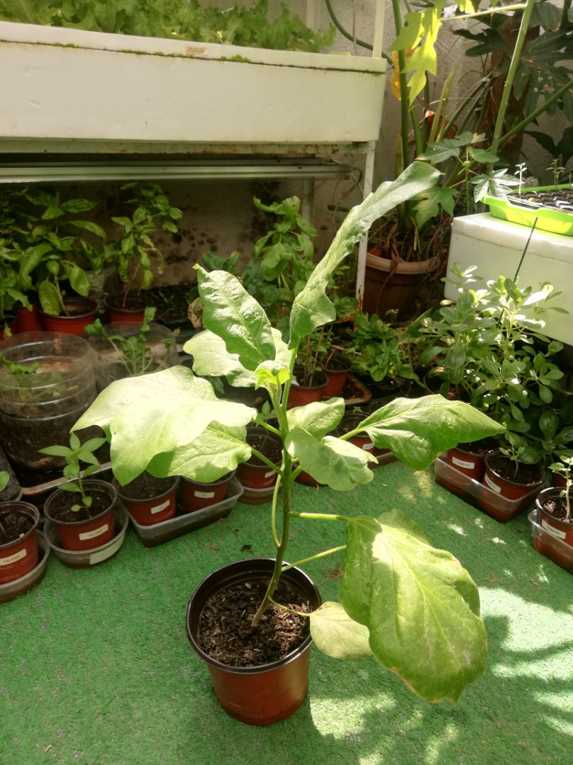 Eggplant talong plants, Furniture & Home Living, Gardening, Plants ...