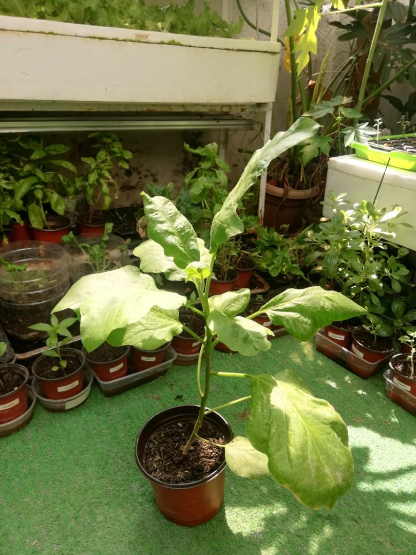 Eggplant talong plants, Furniture & Home Living, Gardening, Plants ...